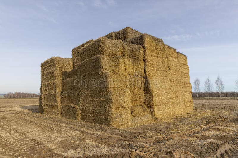 Darkened Wheat during Storage in the Field in Winter Stock Image ...