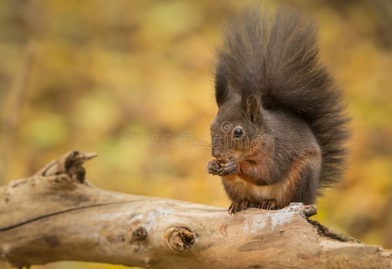Autumn red squirrel stock image. Image of fall, curious - 47012653