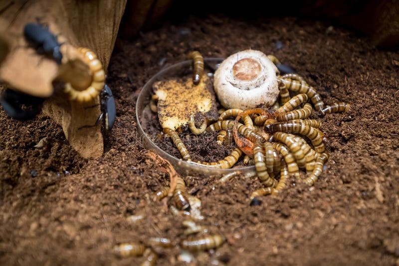 Superworm - Zophobas stock photo. Image of isolated, food - 23292072