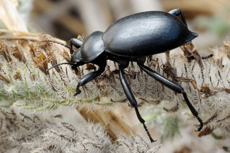 Darkling beetle in Israel stock image. Image of israel - 240364123