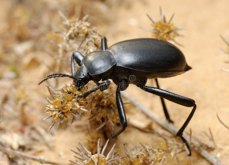 Tok-tokkie Darkling Beetle (Onymacris Sp.) on Sand of Namib Desert in ...