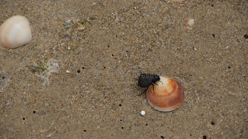 Bug Live Sand Beetles Stock Photos - Free & Royalty-Free Stock Photos ...