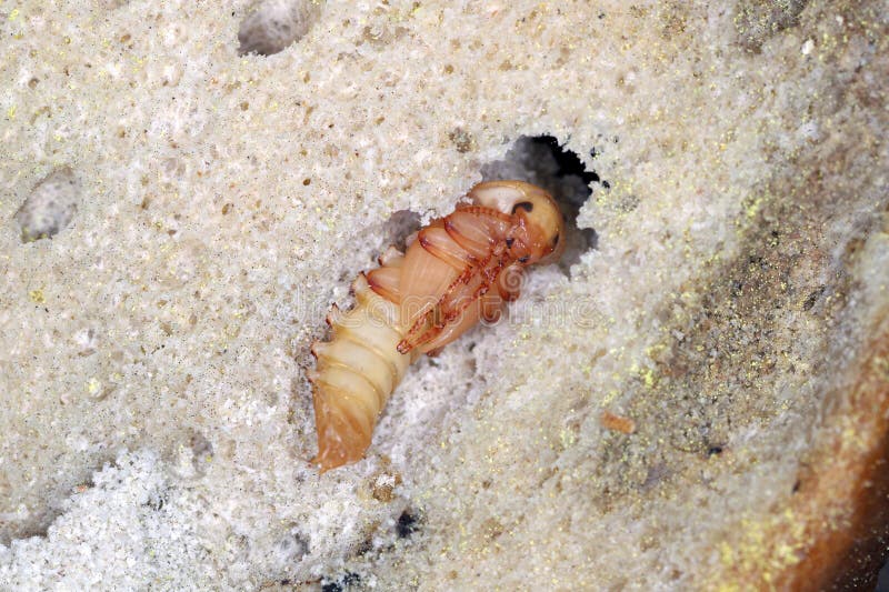 Darkling Beetle Tenebrio Molitor Pupa in an Old, Dry Piece of Bread ...