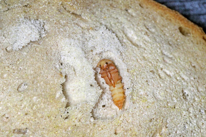 Darkling Beetle Tenebrio Molitor Pupa in an Old, Dry Piece of Bread ...