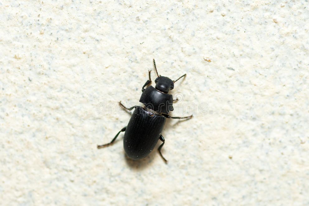 Darkling Beetle on a Wall, Gonocephalum Rusticum Stock Image - Image of ...
