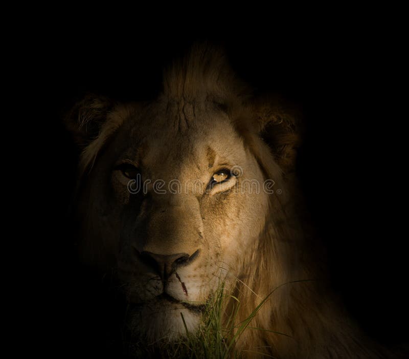 1,644 Lion Shadow Photos - Free & Royalty-Free Stock Photos from Dreamstime