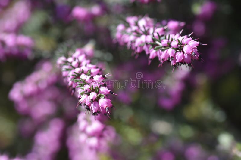 Darley dale heath stock foto. Image of bloem, tuin, dopheide - 217873156