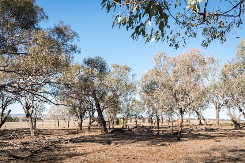 Darling Downs during Drought with Dead Grass Stock Image - Image of ...