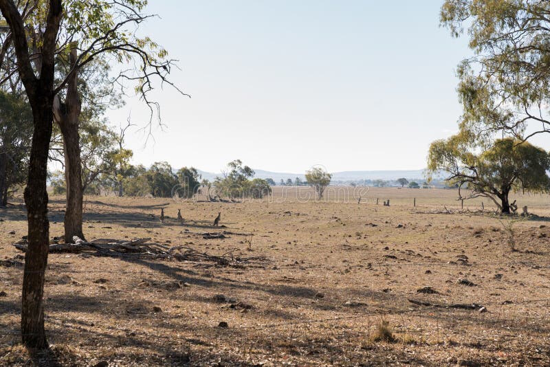 Darling Downs in drought stock image. Image of dead - 195166977