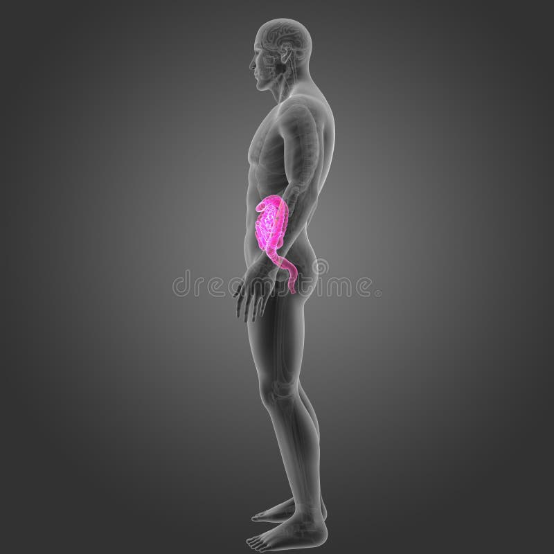 Darm Mit Anatomieseitenansicht Stock Abbildung - Illustration von ...