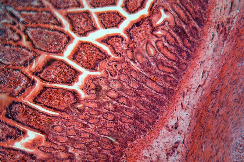 Darm-Zellen Unter Dem Mikroskop Stockbild - Bild von mikroskopie ...