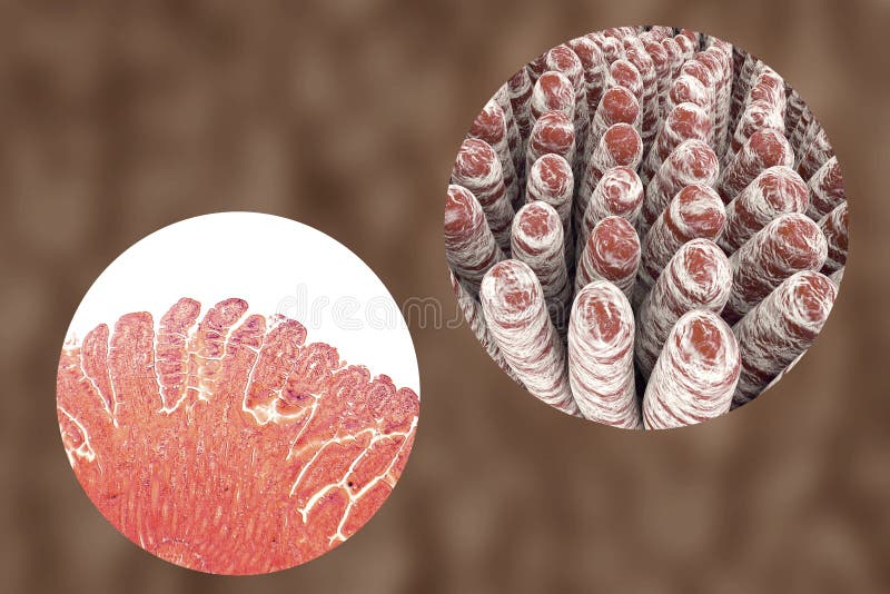 Darmzotten des Dünndarms stock abbildung. Illustration von anatomie ...