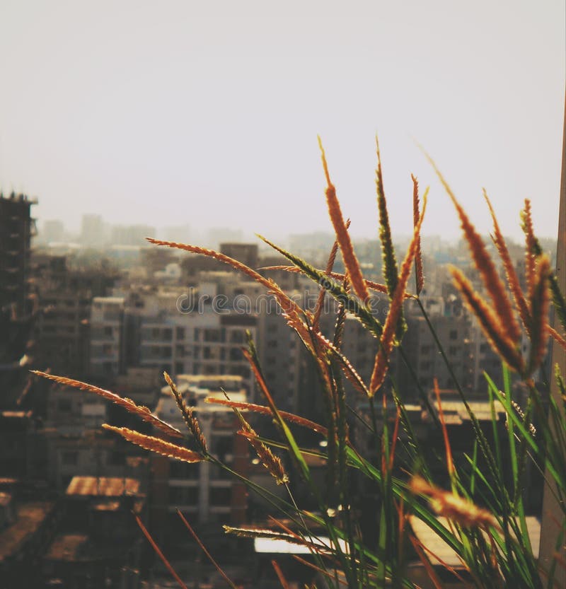 Darnel in the city stock image. Image of light, daylight - 167663727