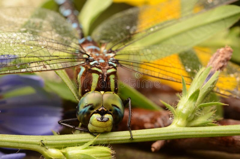 Lancetipped Darner Dragonfly with Unique Smiley Face Stock Image ...