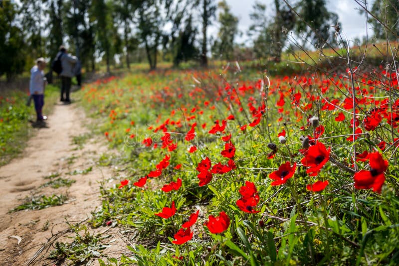 Darom Adom festival stock image. Image of shokeda, darom - 69665965