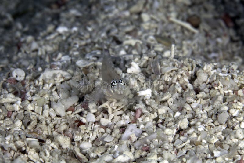 Dart Fish stock image. Image of florida, fishing, animal - 26046629