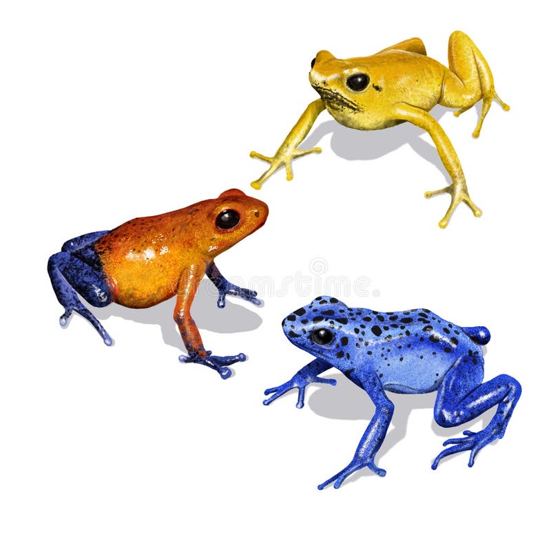 Poison Dart Frog Stock Illustrations – 460 Poison Dart Frog Stock ...