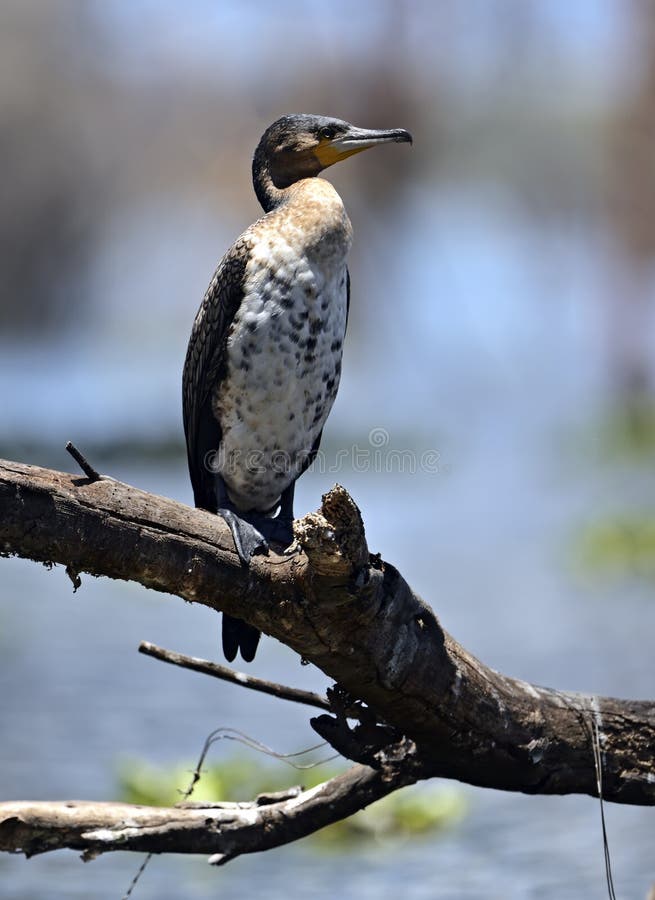 Darter stock photo. Image of animals, reserve, cormorant - 39090850