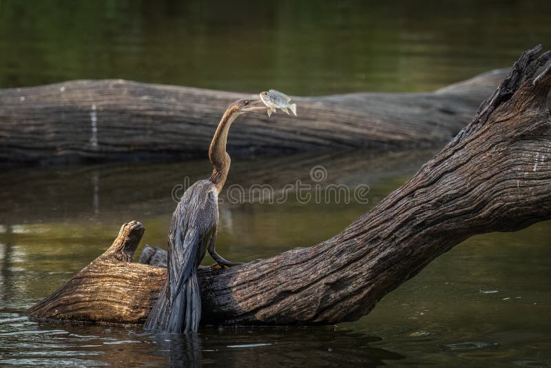 African Darter Log Calm River Stock Photos - Free & Royalty-Free Stock ...