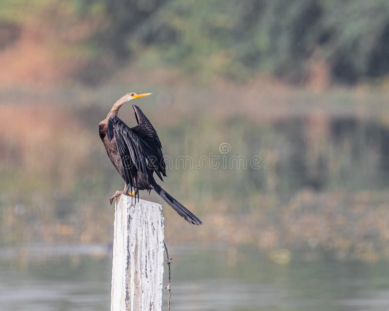 A Darter Posing for a Photo Stock Image - Image of stare, birding ...