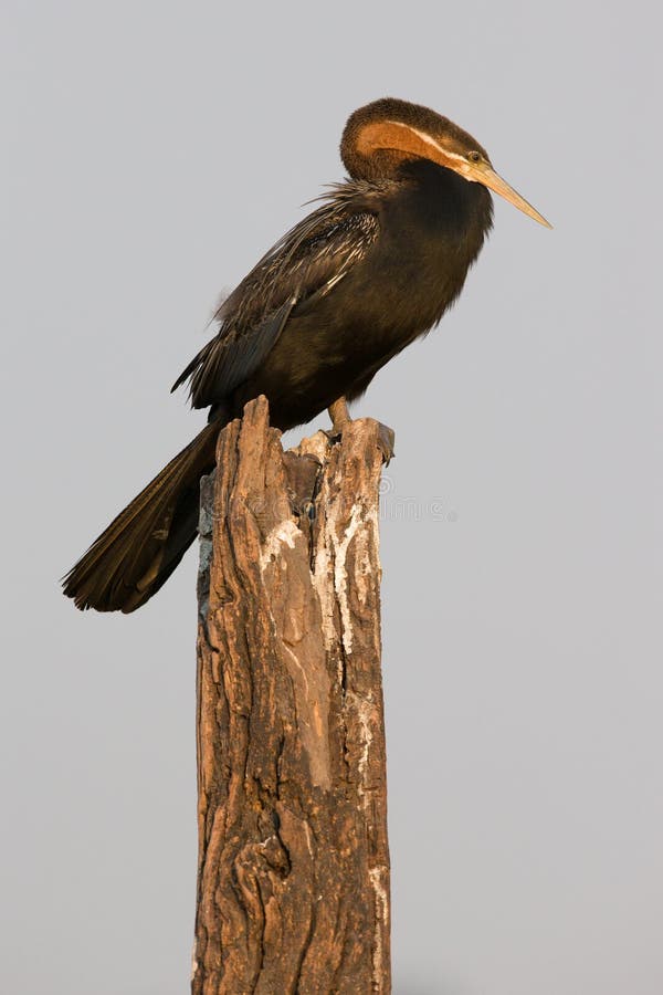 Darter resting on a log stock photo. Image of feathers - 86194192