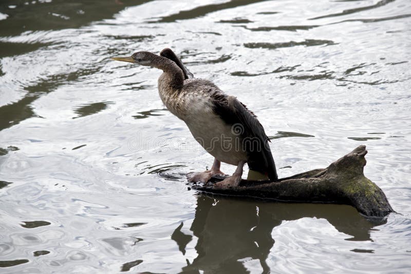 Darter on log stock image. Image of water, perched, feathers - 128663401