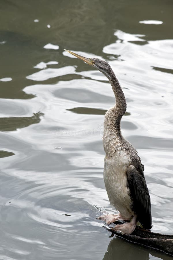 Darter on log stock photo. Image of webbed, perched - 128663408
