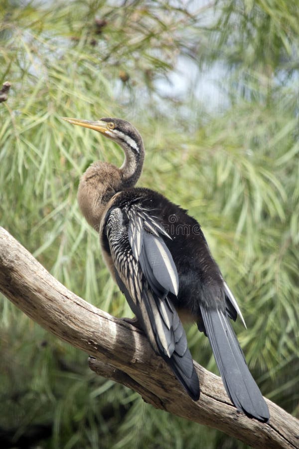 A darter on a branch stock image. Image of duck, branch - 142033659
