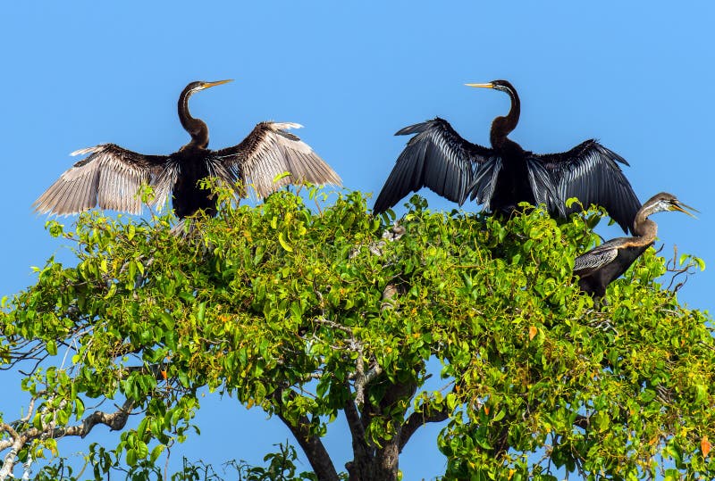 Darter stock image. Image of forest, darters, tree, africa - 48232539