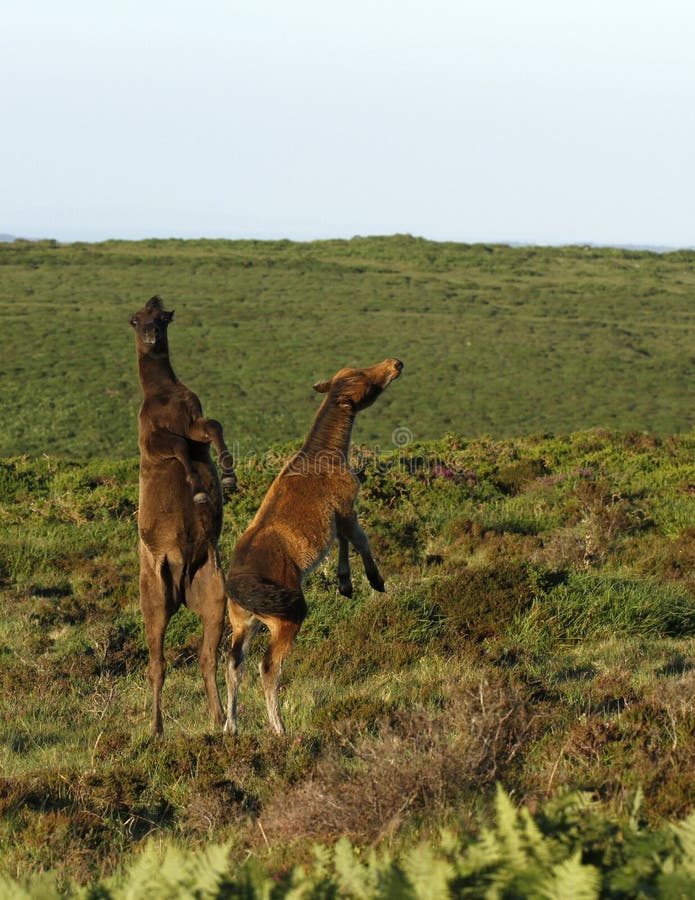 Foals Boxing Match stock photo. Image of heads, equine - 44672656