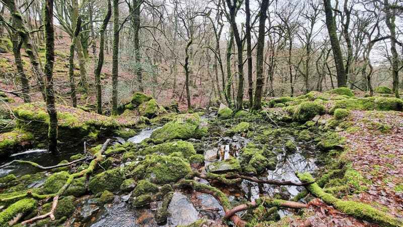Dartmoor Forest Brook and Plantation Dartmoor National Park Devon Uk ...