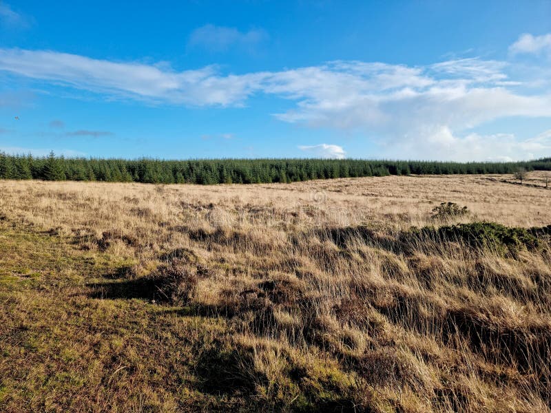 Bellever Forest, Dartmoor National Park, Devon,uK Stock Image - Image ...