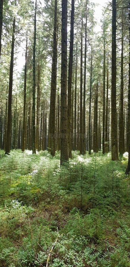 Bellever Forest, Dartmoor National Park, Devon,uK Stock Image - Image ...