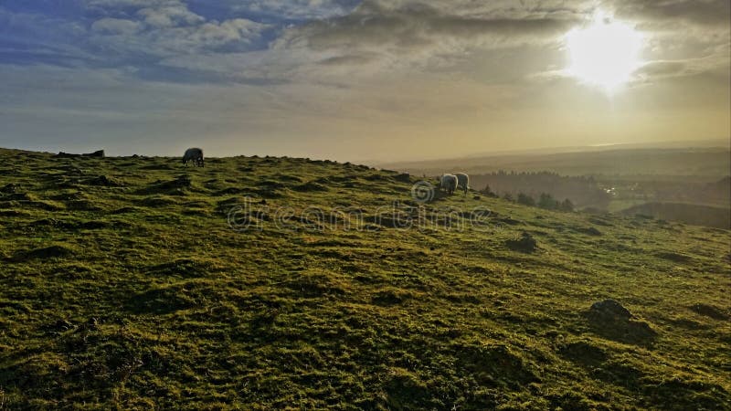 Dartmoor National Park Sunset Devon Uk Stock Photo - Image of sheep ...