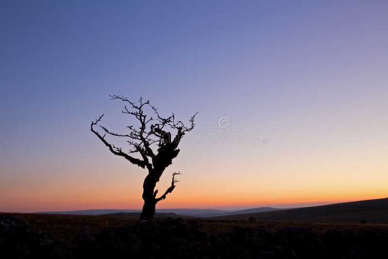 Dartmoor Old Hawthorn Tree stock photo. Image of england - 47039668