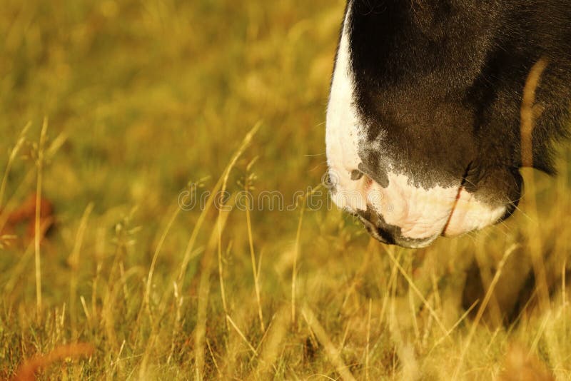 Dartmoor pony muzzle stock photo. Image of dartmoor - 101031354