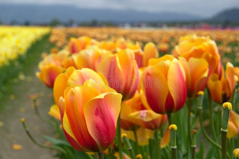 Darwin Hybrid Tulips stock image. Image of close, hybrid - 84399103