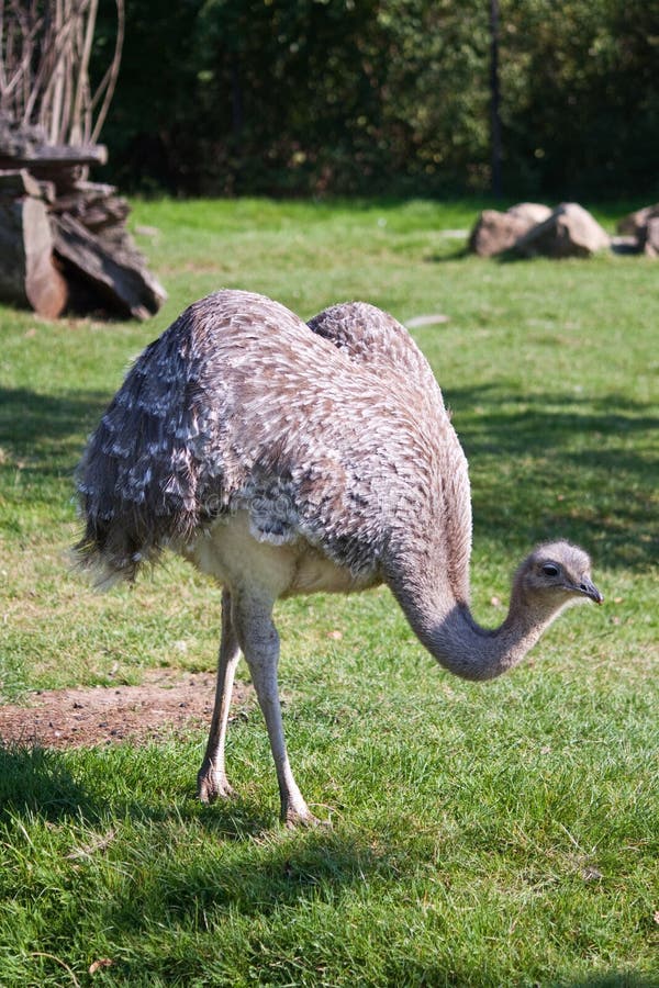 5+ Darwin rhea Free Stock Photos - StockFreeImages