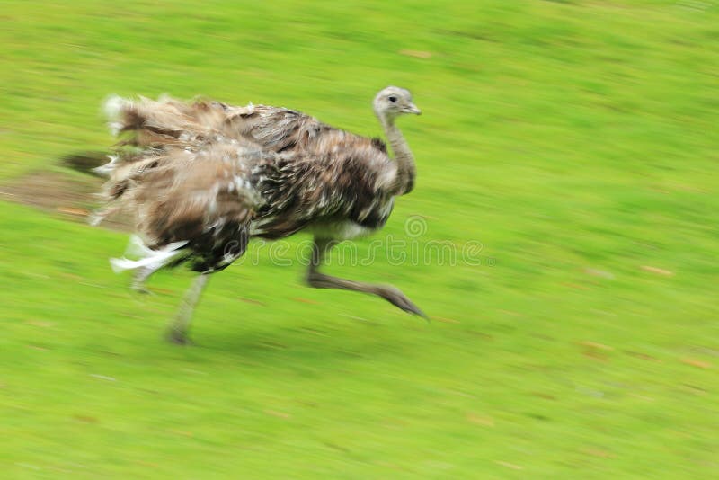 Ostrich Female Running stock image. Image of birds, bird - 14513879