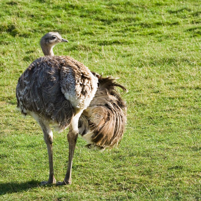 Darwins Rhea Walking By, Tropical Flightless Bird Specie From America ...