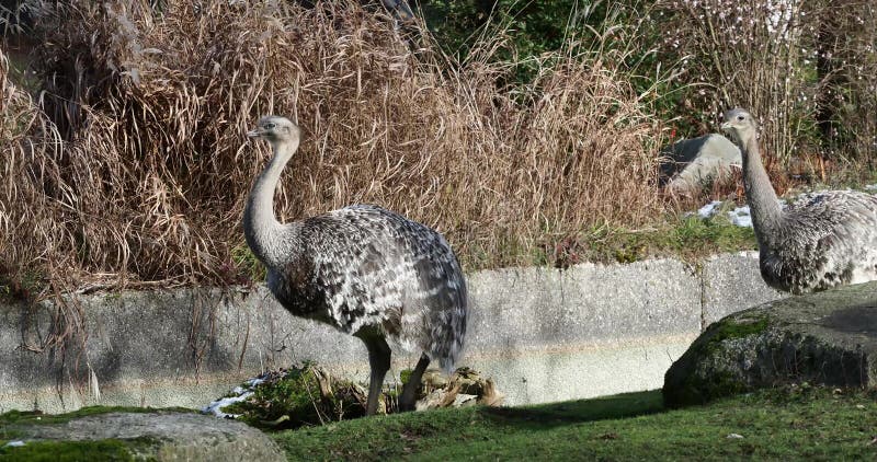 Darwin S Rhea, Rhea Pennata, Also Known As the Lesser Rhea Stock ...