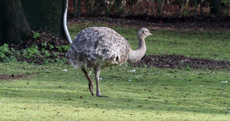 Darwin S Rhea, Rhea Pennata, Also Known As the Lesser Rhea Stock Video ...