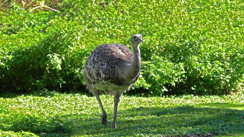 Darwin S Rhea, Rhea Pennata, Also Known As the Lesser Rhea Stock Video ...