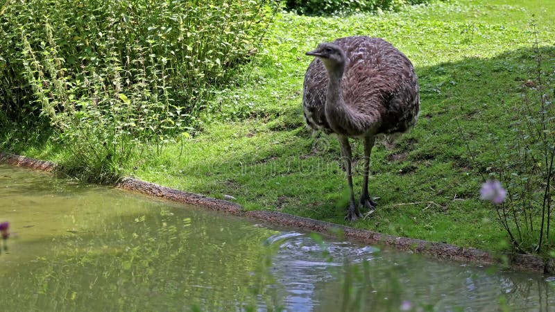 Darwin S Rhea, Rhea Pennata, Also Known As the Lesser Rhea Stock Video ...