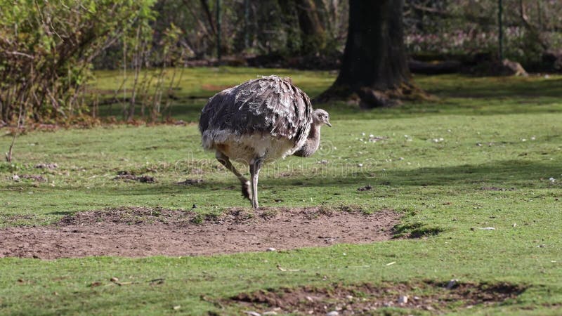 Darwin`s Rhea, Rhea Pennata, Also Known As the Lesser Rhea Stock ...