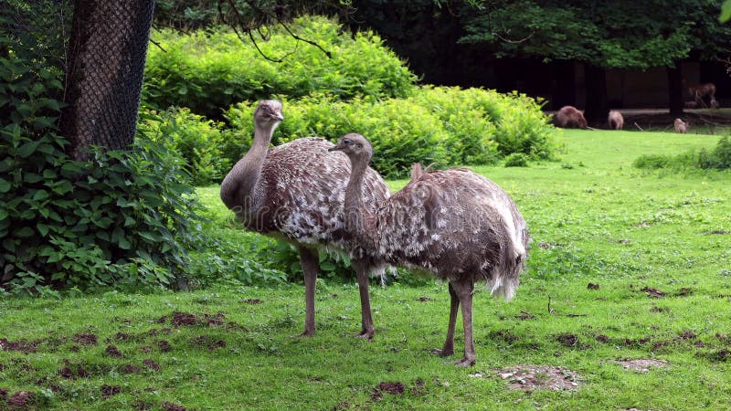 Darwin`s Rhea, Rhea Pennata, Also Known As the Lesser Rhea Stock ...
