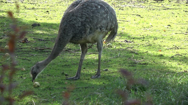 Darwin`s Rhea, Rhea Pennata Also Known As the Lesser Rhea Stock Footage ...