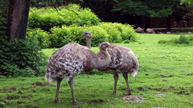 Darwin S Rhea, Rhea Pennata, Also Known As the Lesser Rhea Stock ...