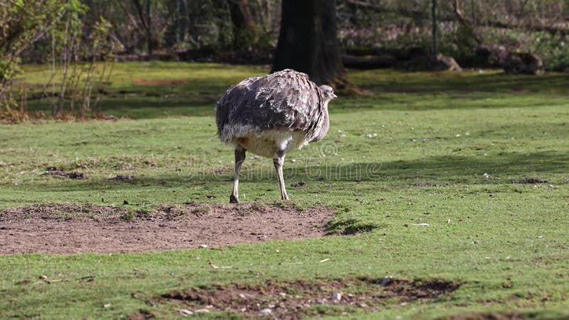 Darwin S Rhea, Rhea Pennata, Also Known As the Lesser Rhea Stock ...