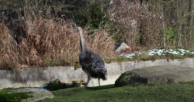 Darwin S Rhea, Rhea Pennata, Also Known As the Lesser Rhea Stock Video ...
